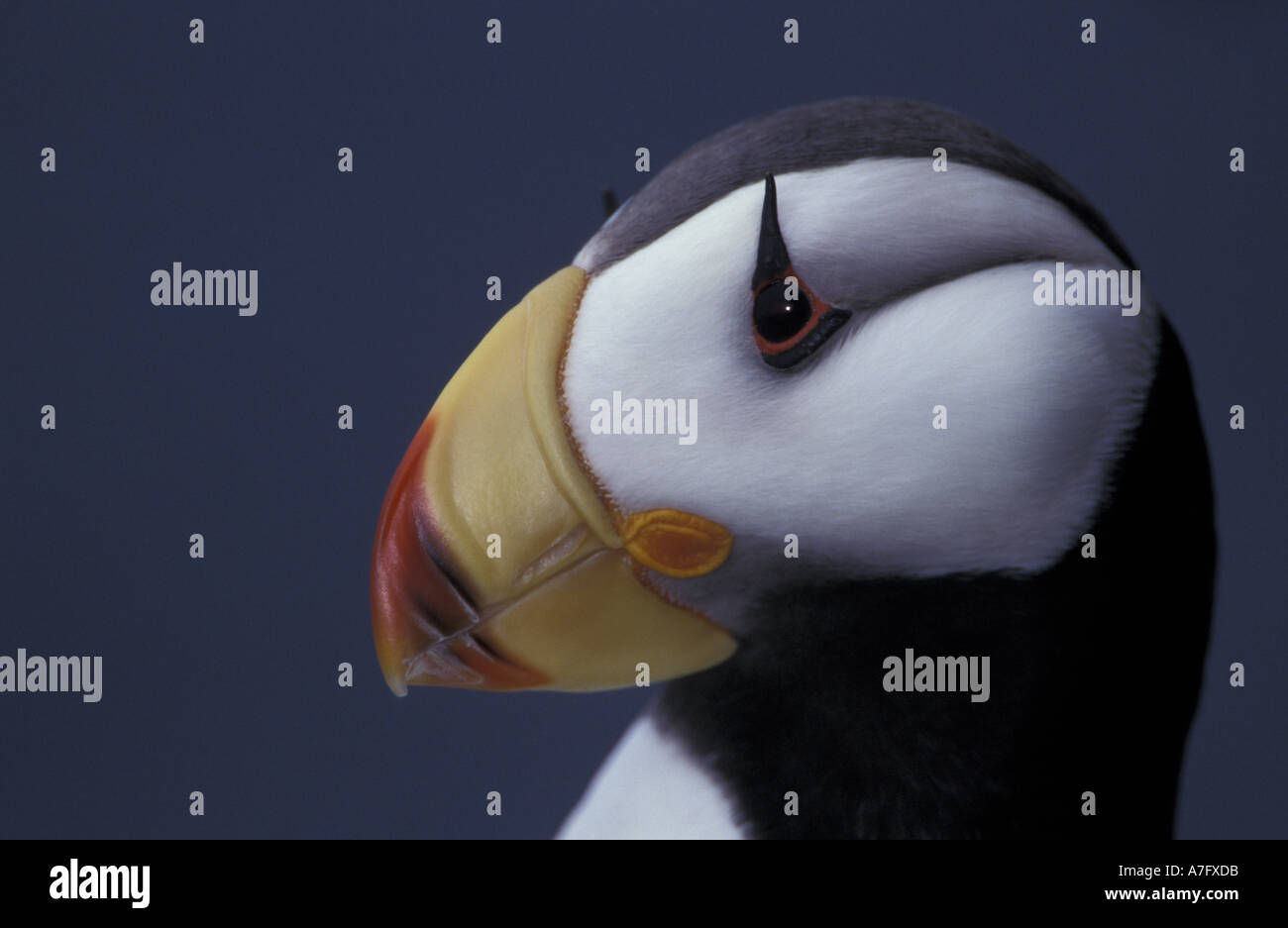 Puffin face alaska hi-res stock photography and images - Alamy