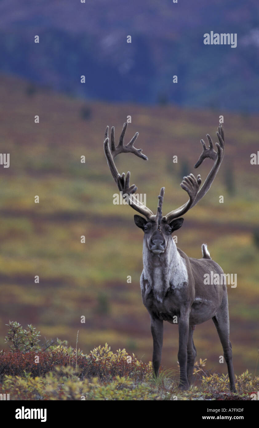 Portrait of a male caribou hi-res stock photography and images - Alamy