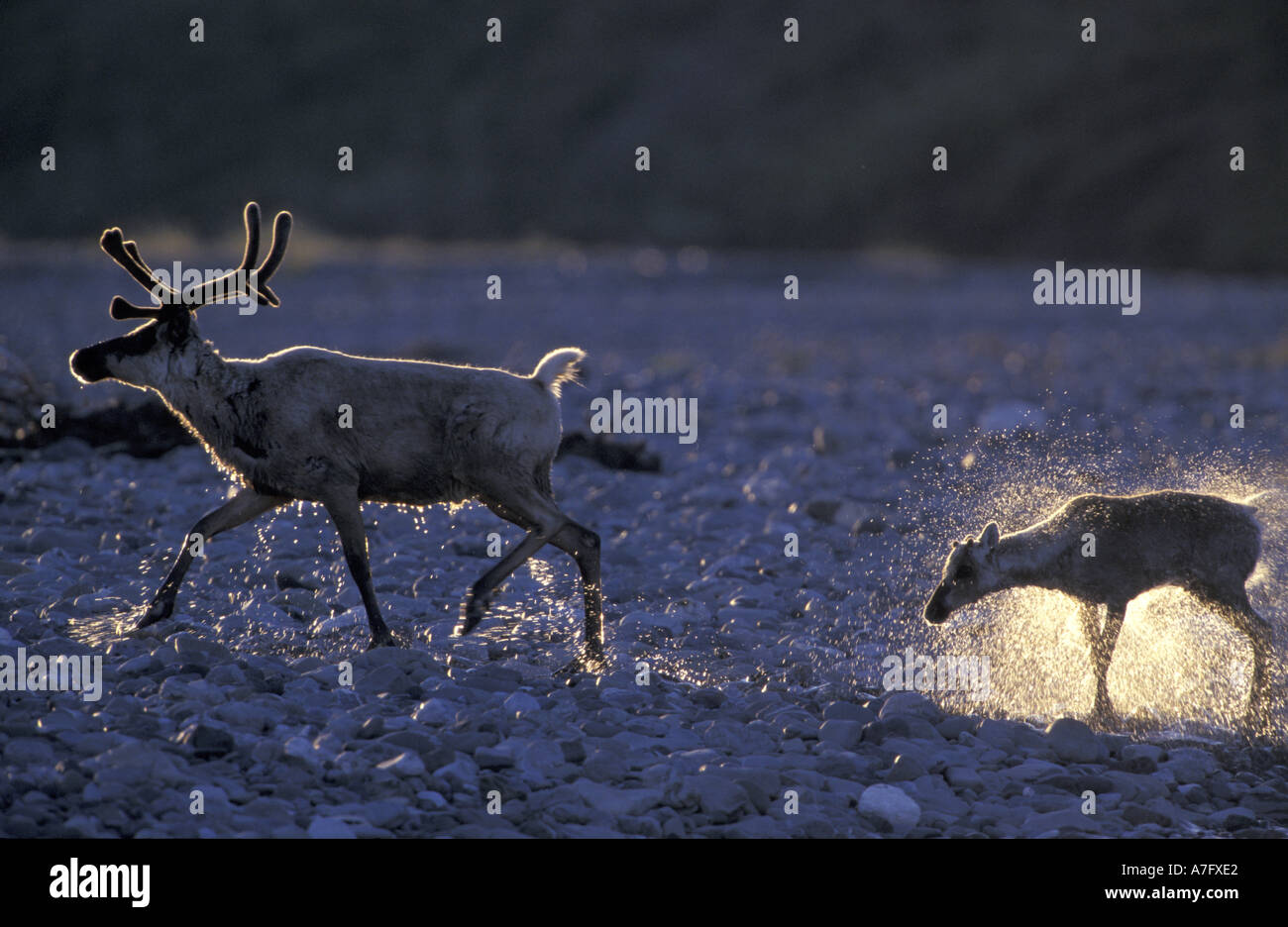 Caribou swimming arctic alaska hi-res stock photography and images - Alamy