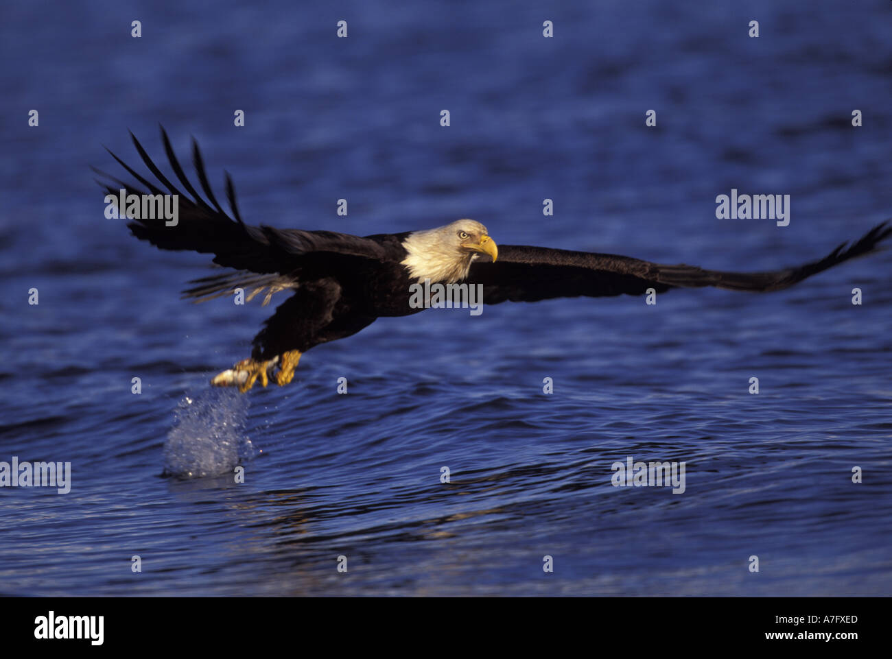 Bald Eagles (Haliaeetus leucocephalus) Southeast , AK Stock Photo - Alamy