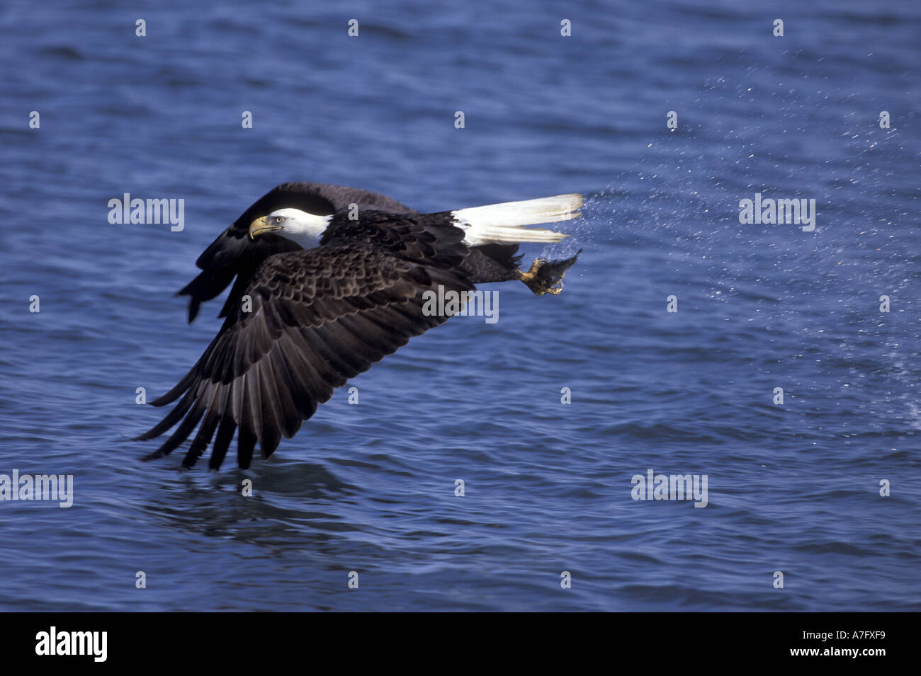 Bald Eagles (Haliaeetus leucocephalus) Southeast , AK Stock Photo - Alamy