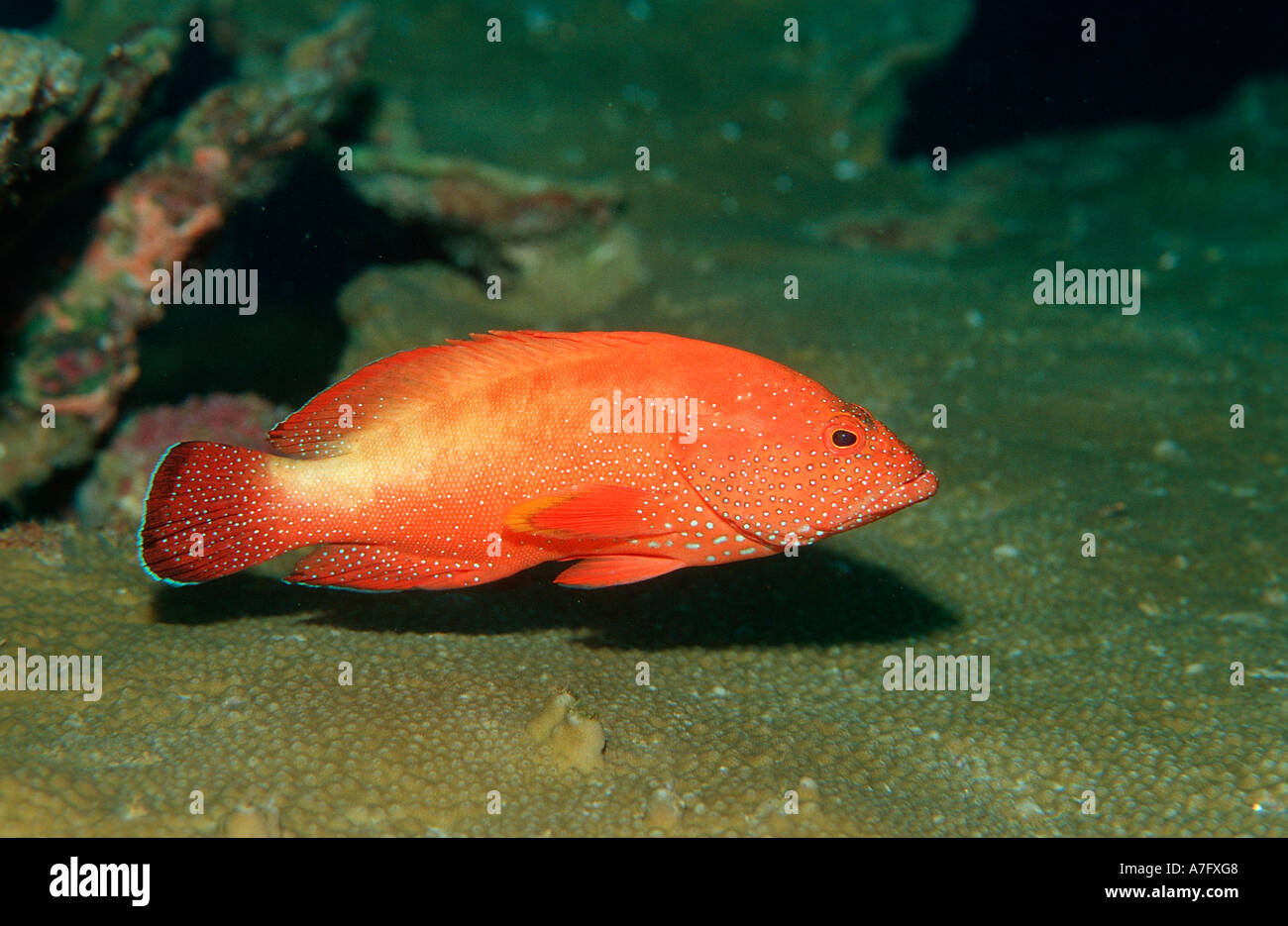 Spotted grouper africa hi-res stock photography and images - Alamy