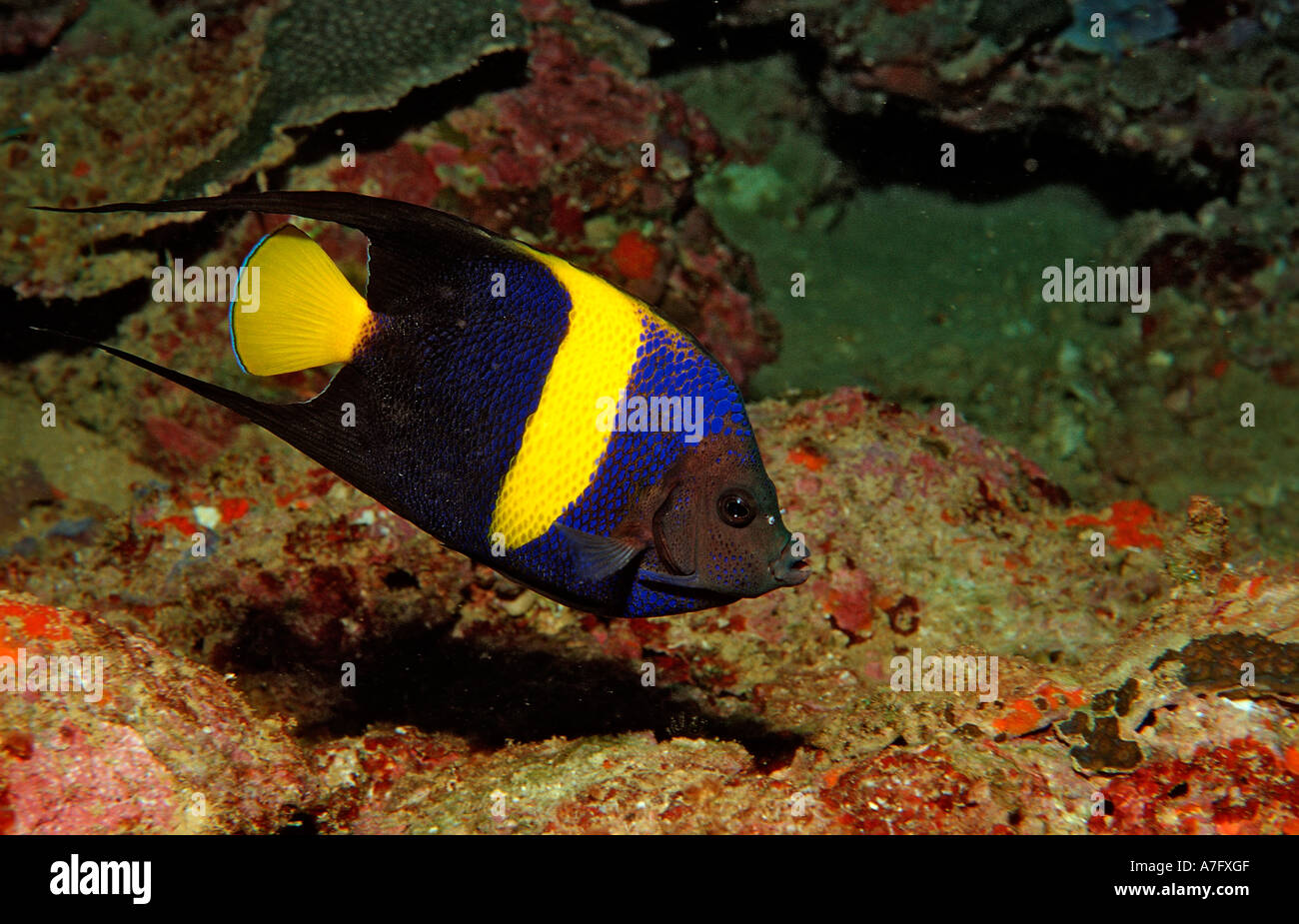 Pomacanthus asfur red sea hi-res stock photography and images - Alamy