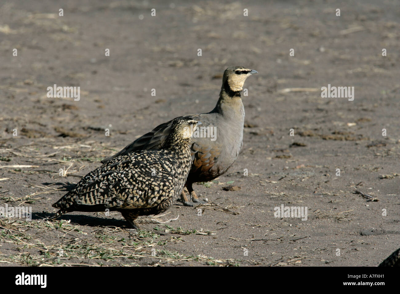 YELLOW THROATED SANDGROUSE Pterocles gutturalis Tanzania Stock Photo ...