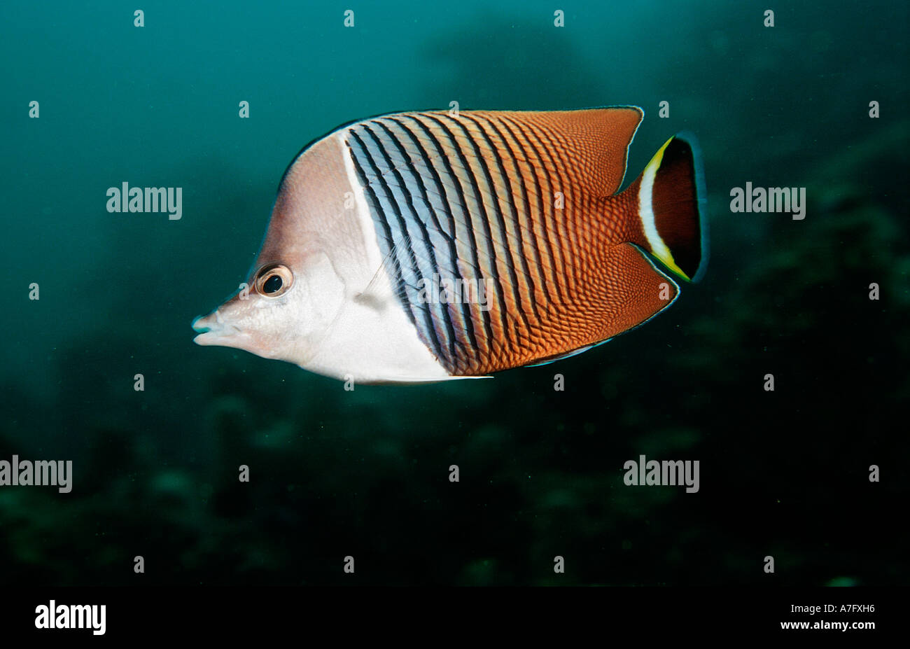 White face butterflyfish hi-res stock photography and images - Alamy