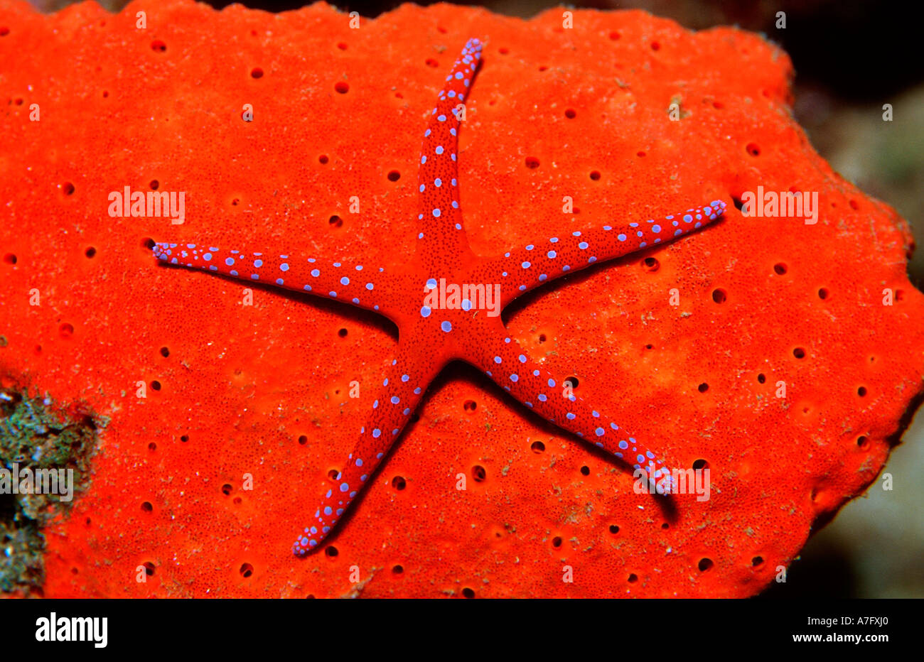 Red spotted starfish hi-res stock photography and images - Alamy