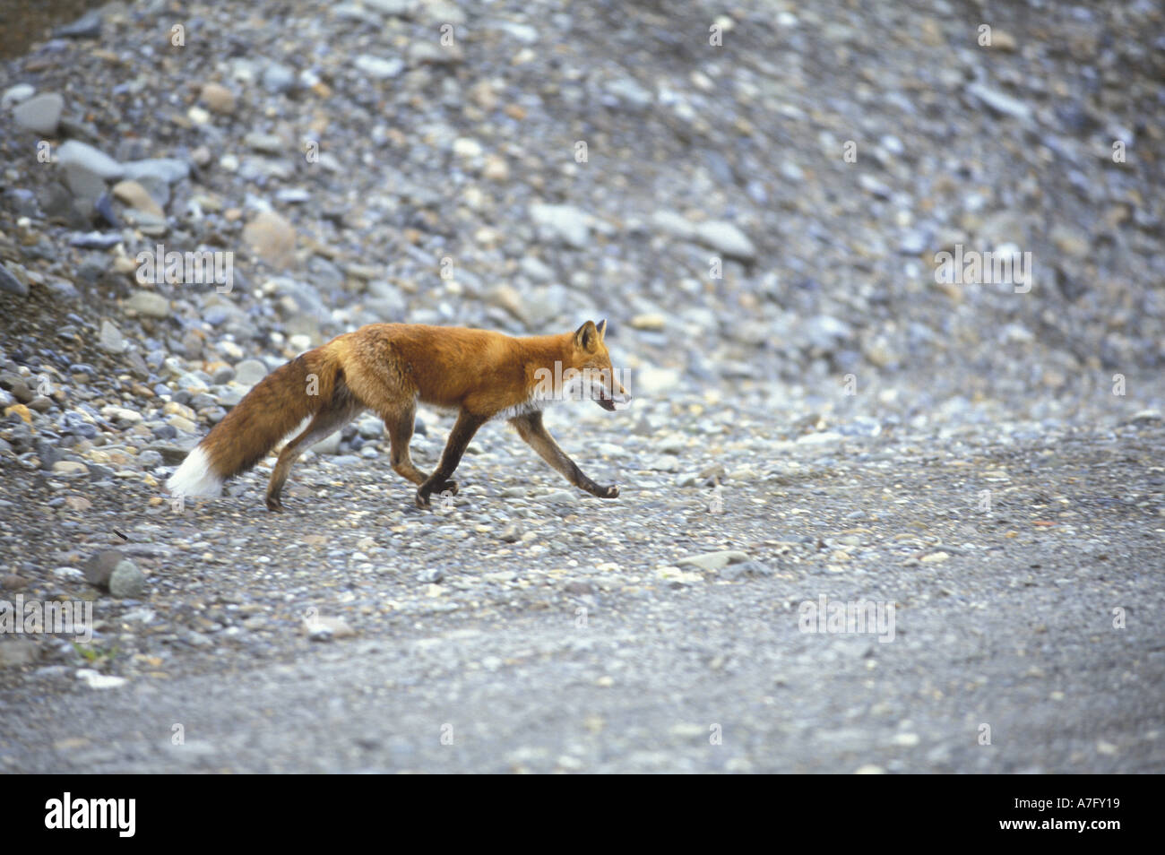Red Fox (Vulpes fulva) Denali National Park , AK Stock Photo - Alamy