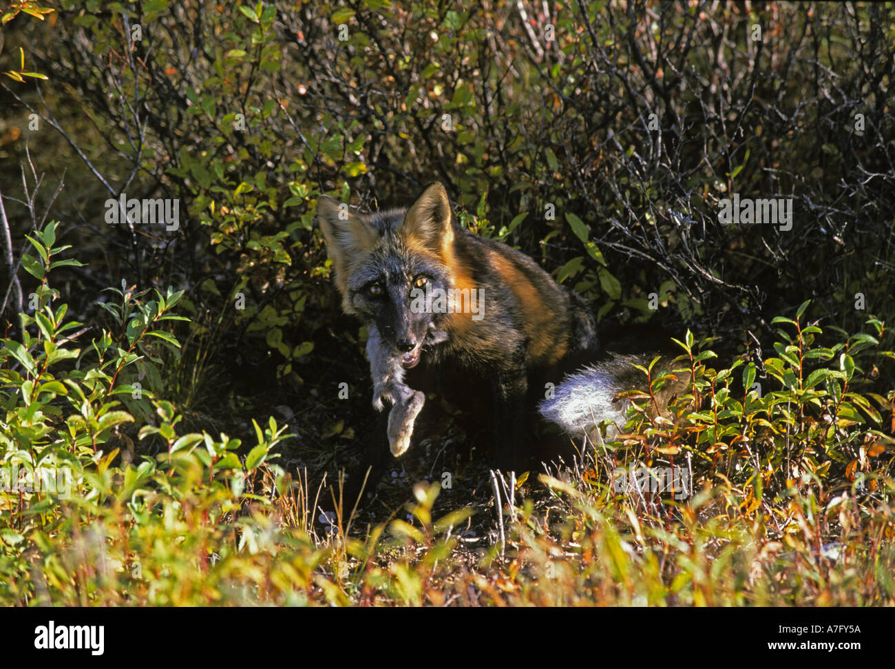 Red Fox (Vulpes fulva) Denali National Park , Alaska Stock Photo - Alamy