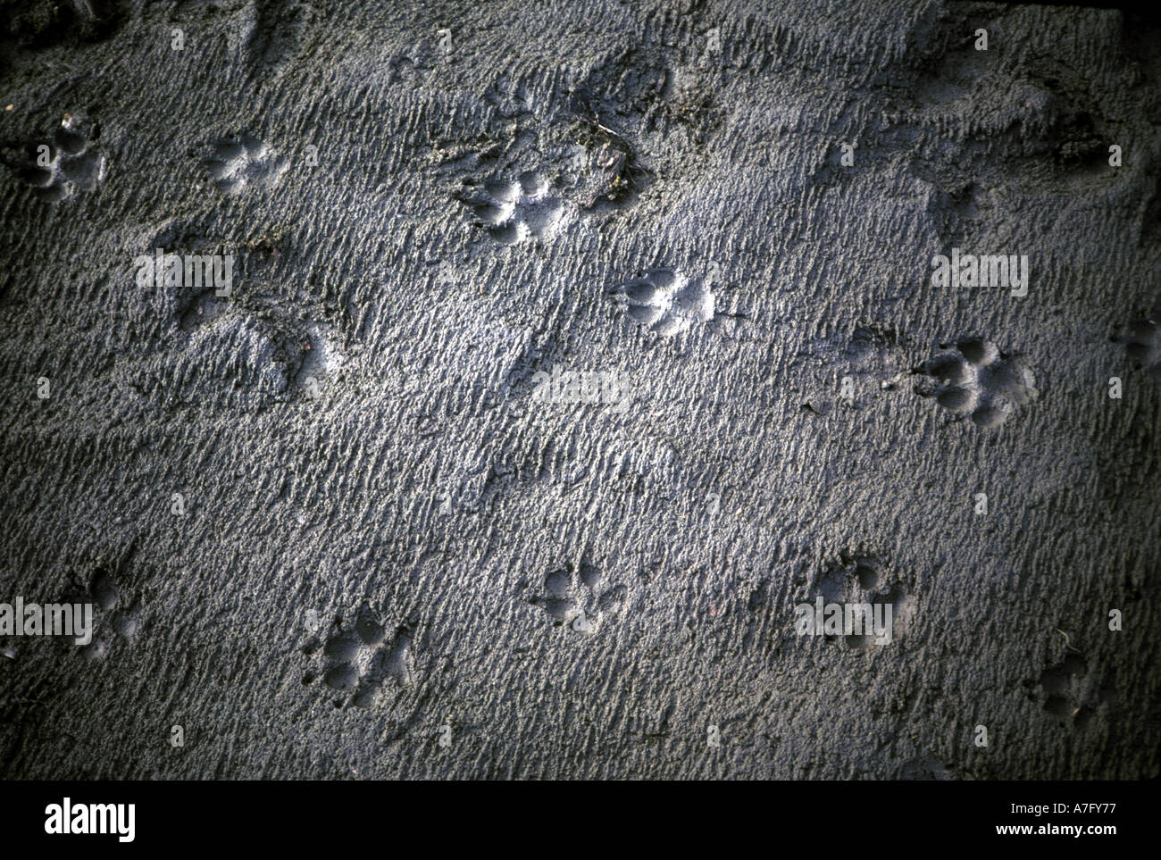 Tracks of a Gray Wolf (Canis lupus) South MacMillian , AK Stock Photo ...