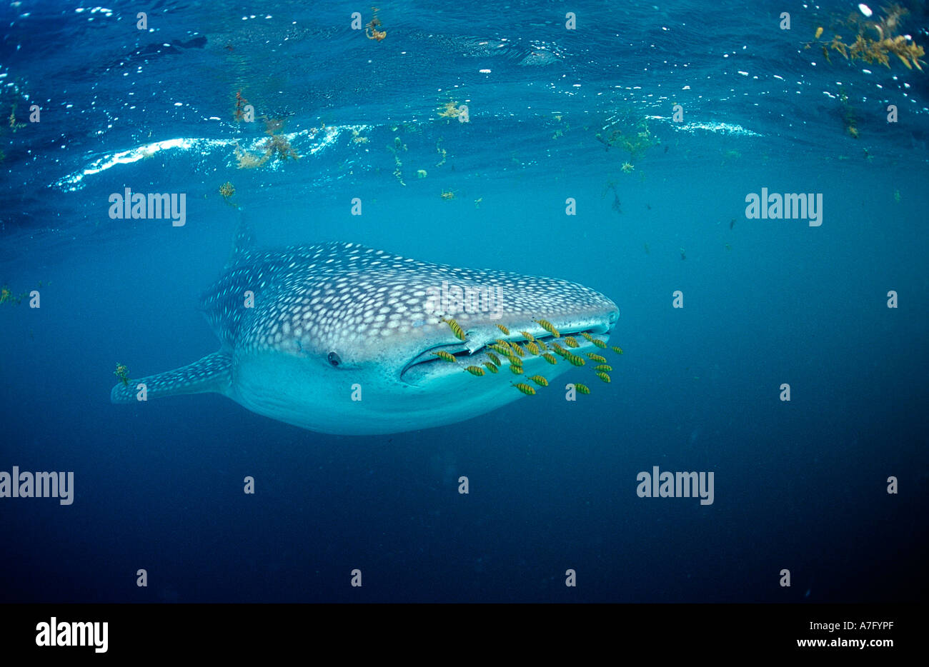 Eating Whale shark with yellow Pilot fishes Rhincodon thypus Djibouti ...