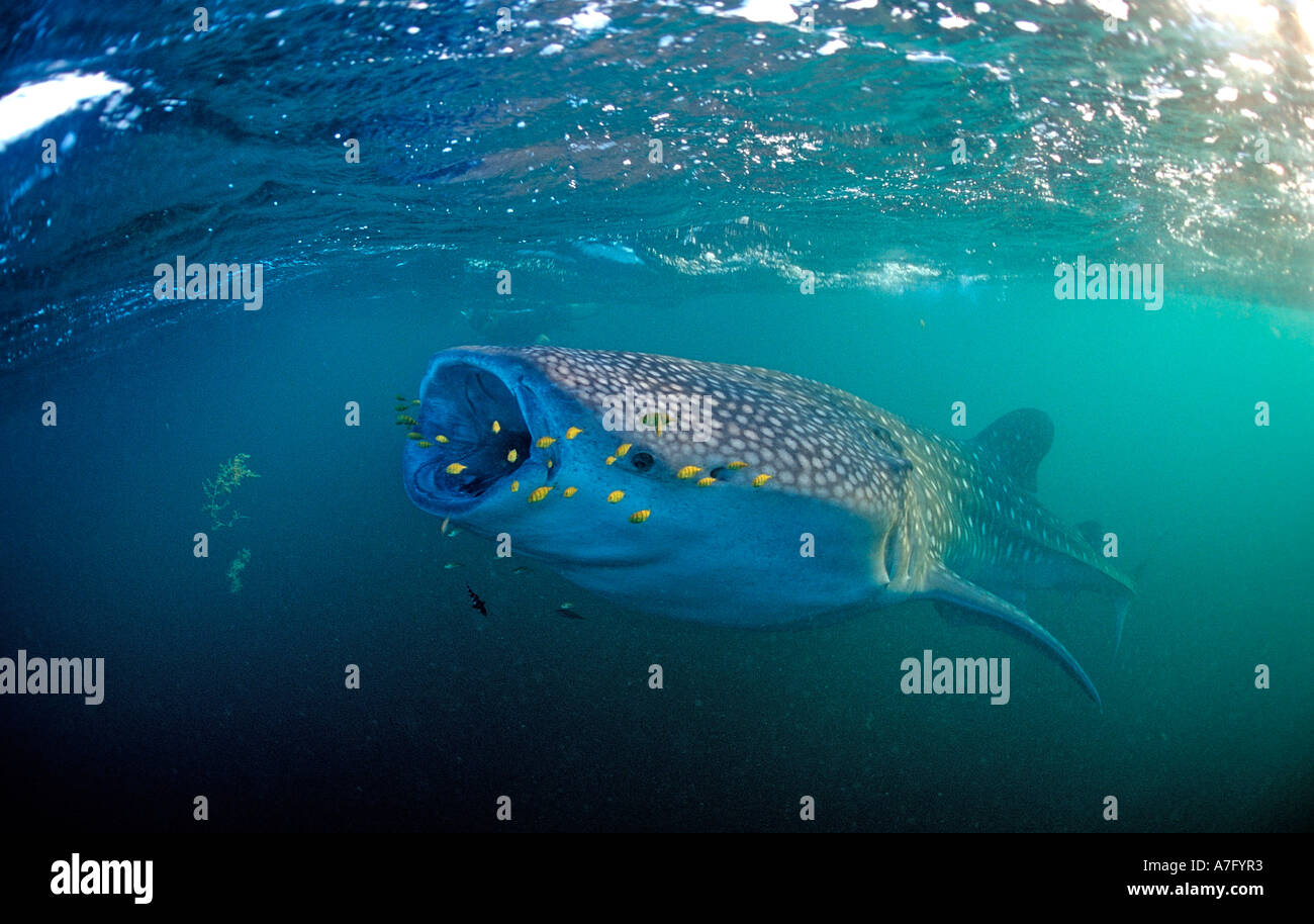 Eating Whale shark with yellow Pilot fishes Rhincodon thypus Djibouti ...