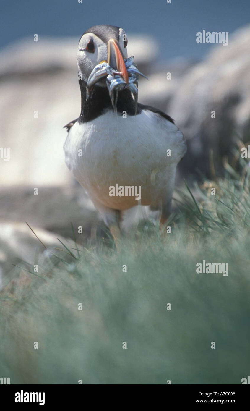 PUFFIN WITH FOOD Stock Photo - Alamy