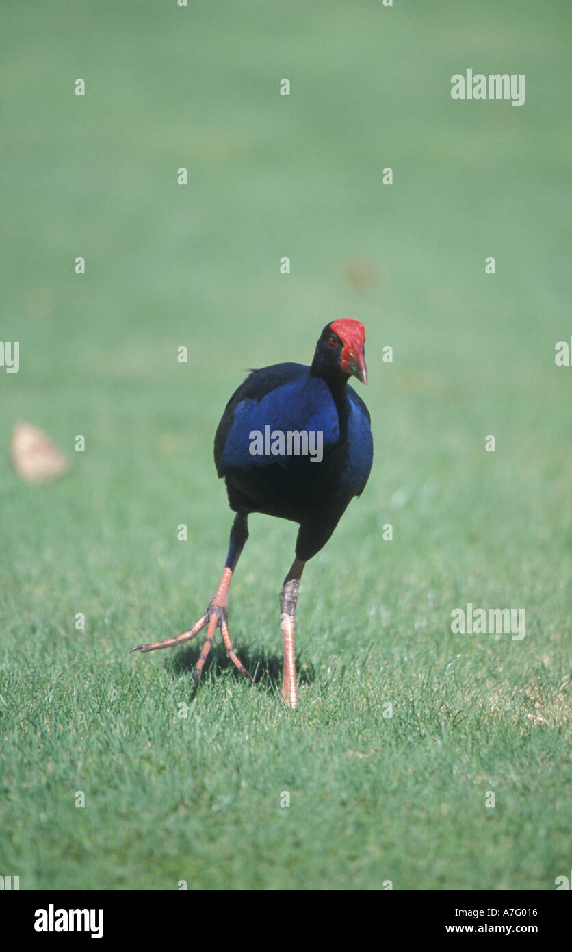 New zealand flightless bird hi-res stock photography and images - Alamy