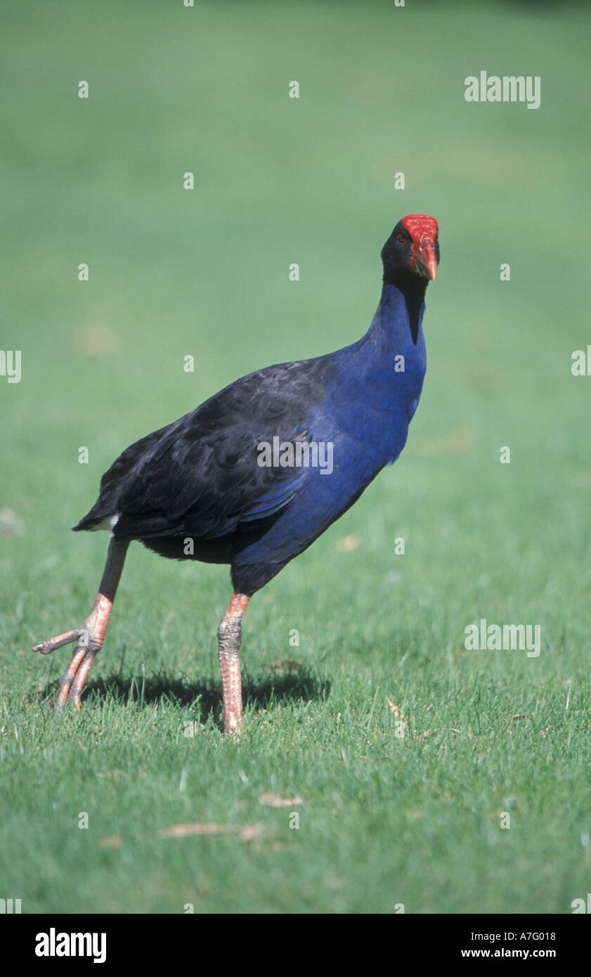 Running in new zealand hi-res stock photography and images - Alamy