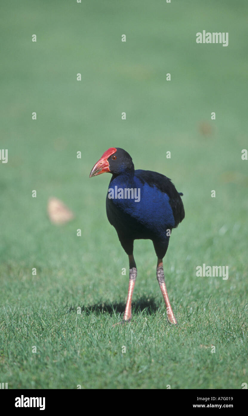 pukeko running in new zealand Stock Photo - Alamy