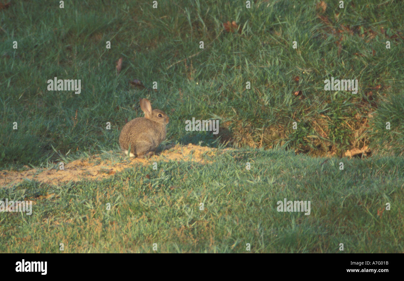 The burrow kent hi-res stock photography and images - Alamy