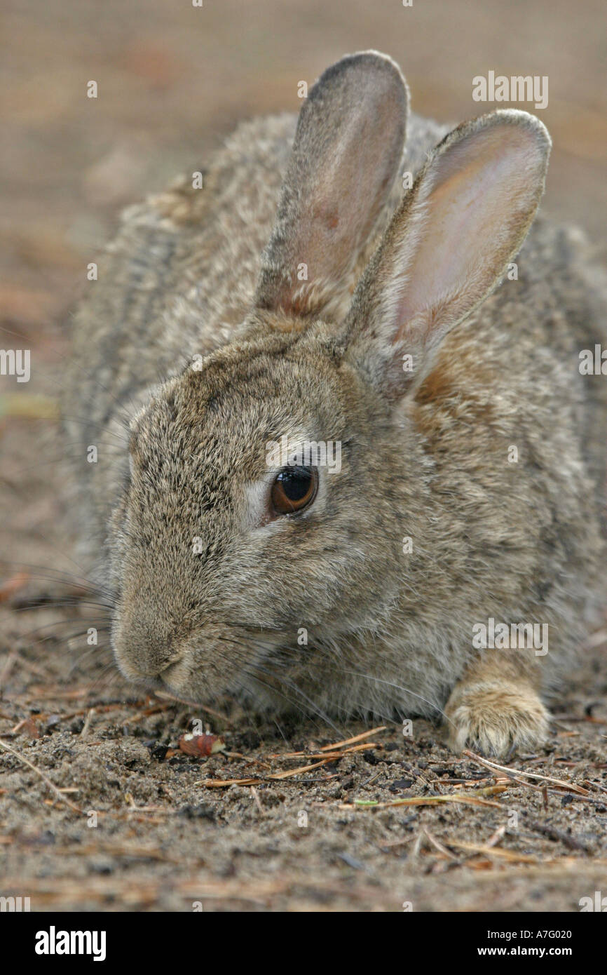 rabbit sitting and looking Stock Photo - Alamy