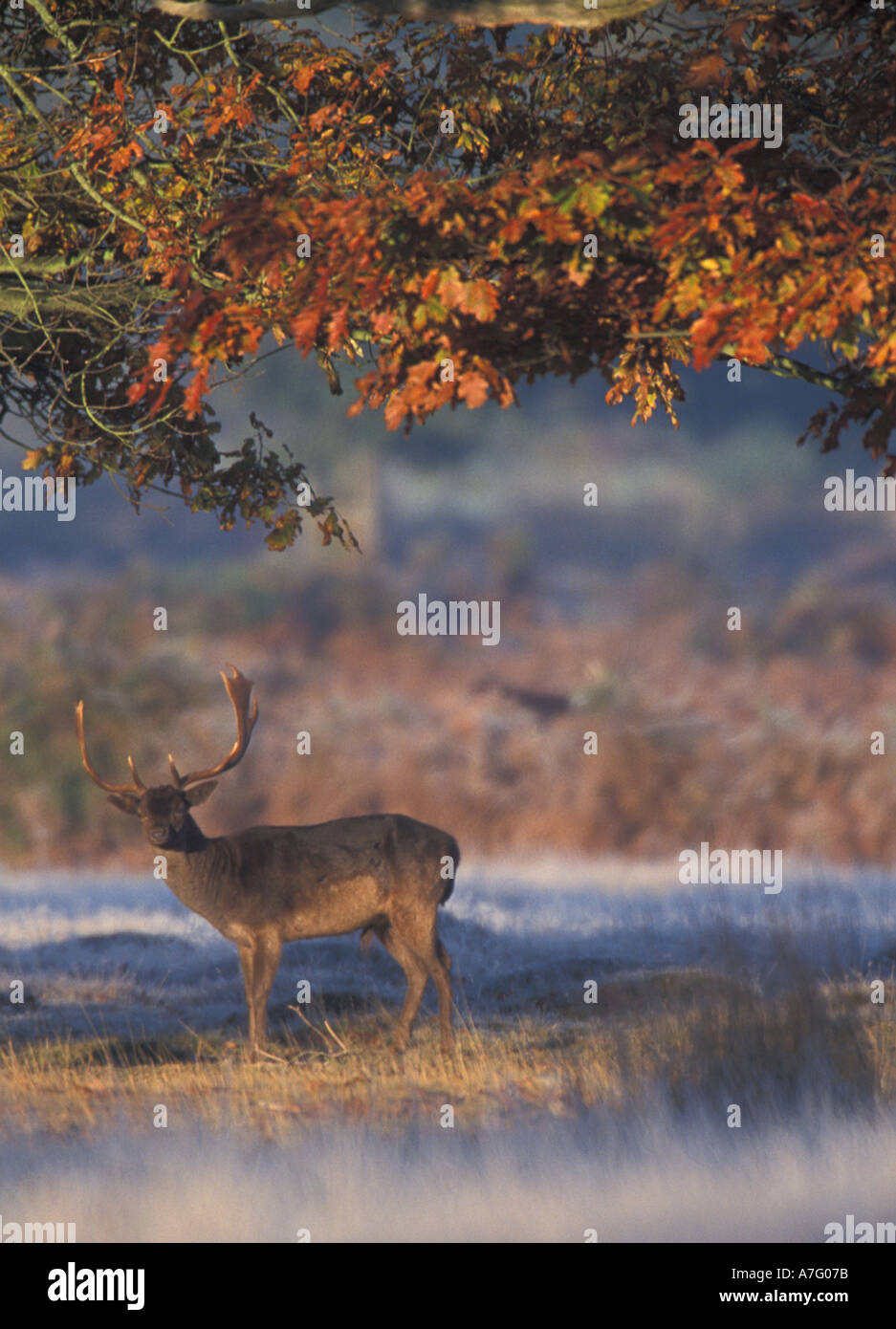 Deer under tree hi-res stock photography and images - Alamy