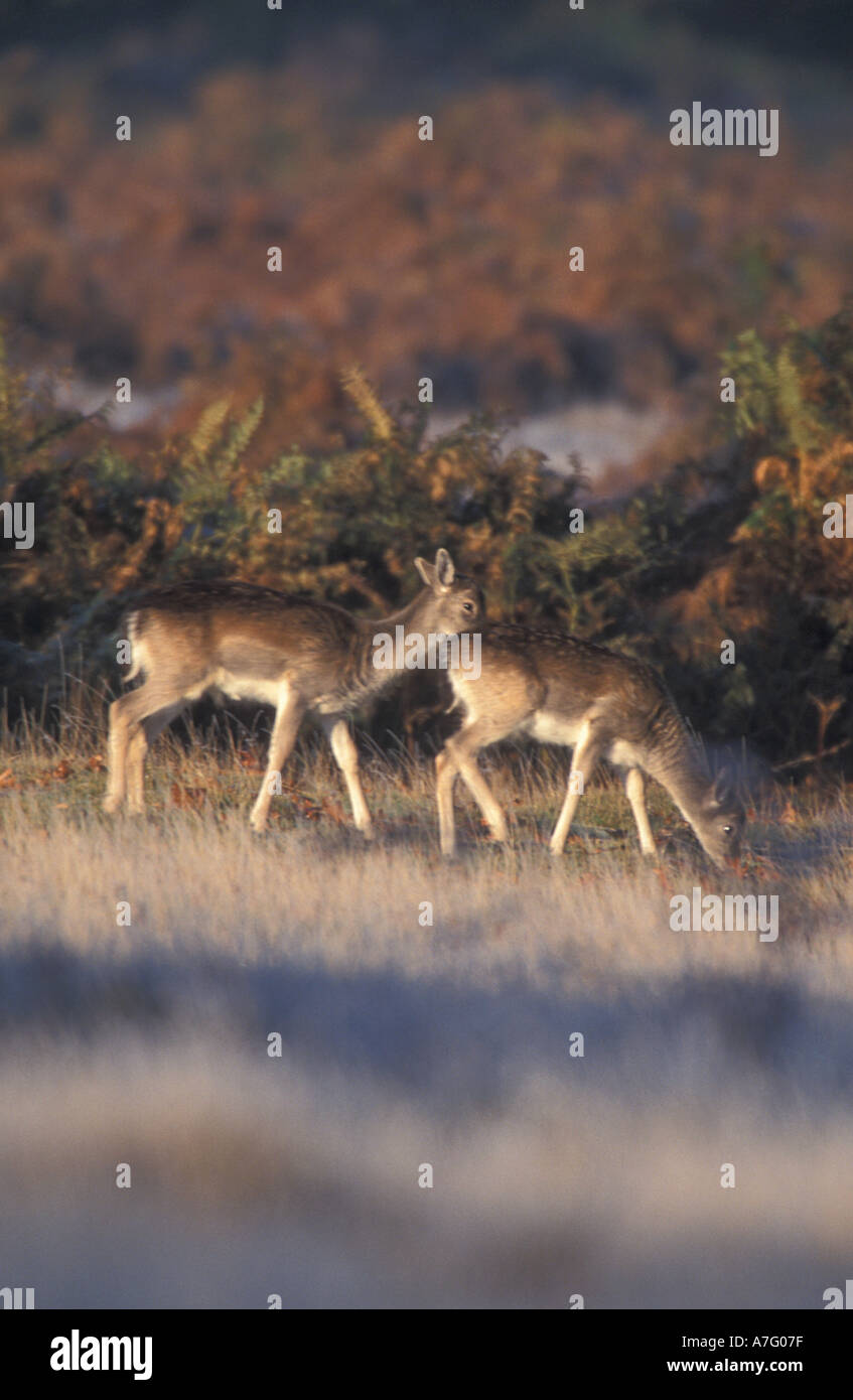 young fallow deer playing Stock Photo - Alamy
