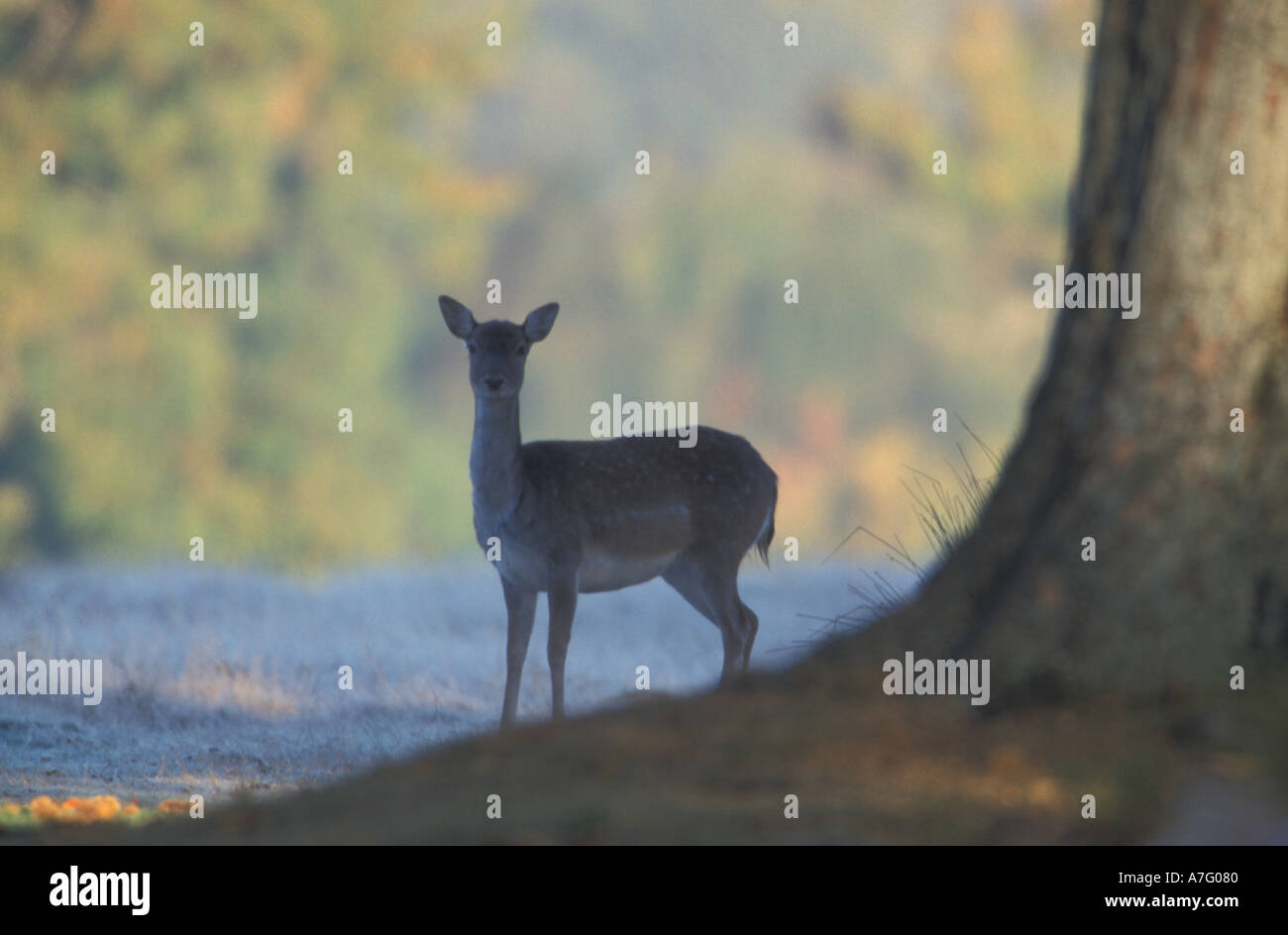 fallow deer under a tree Stock Photo - Alamy