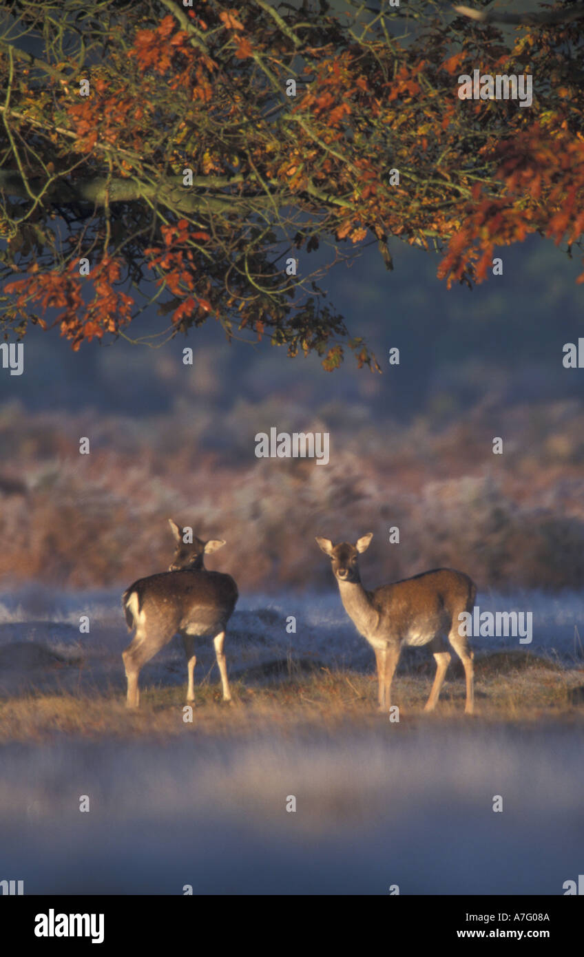 two deer under a tree in autumn Stock Photo - Alamy