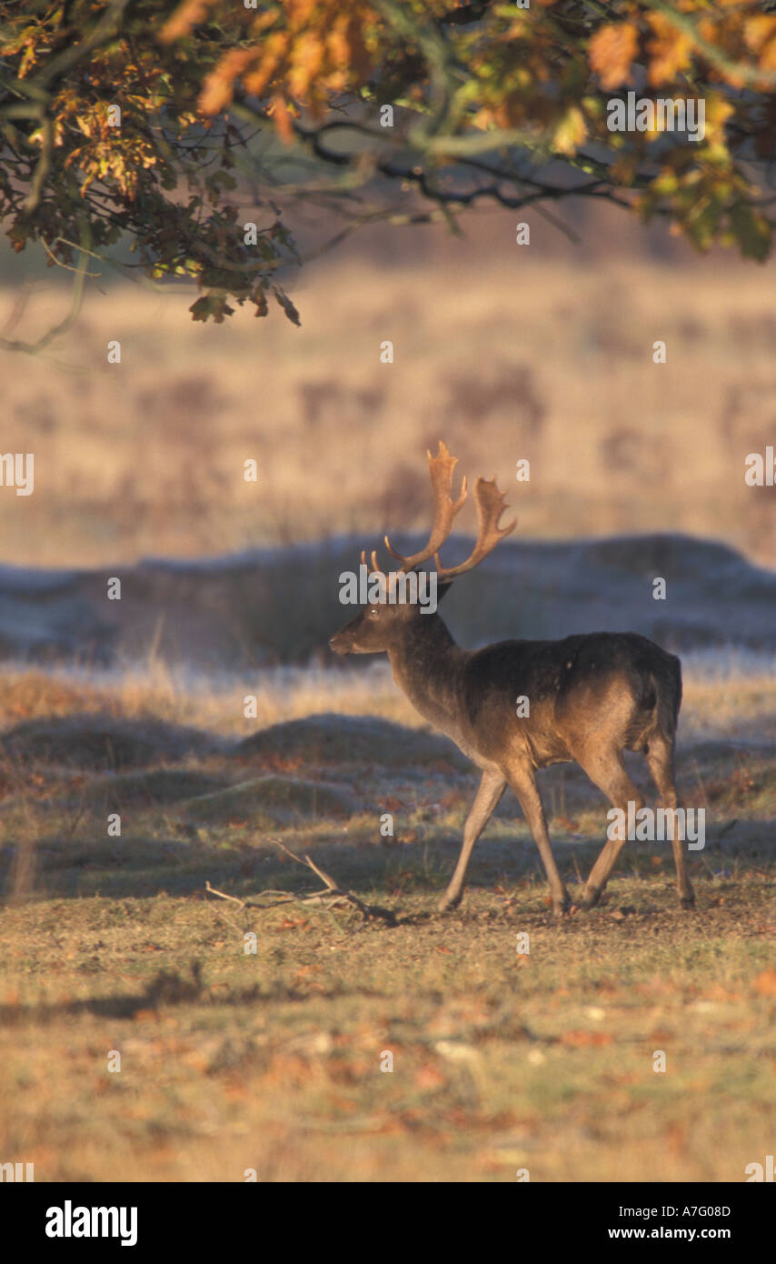 Stag tree hi-res stock photography and images - Alamy