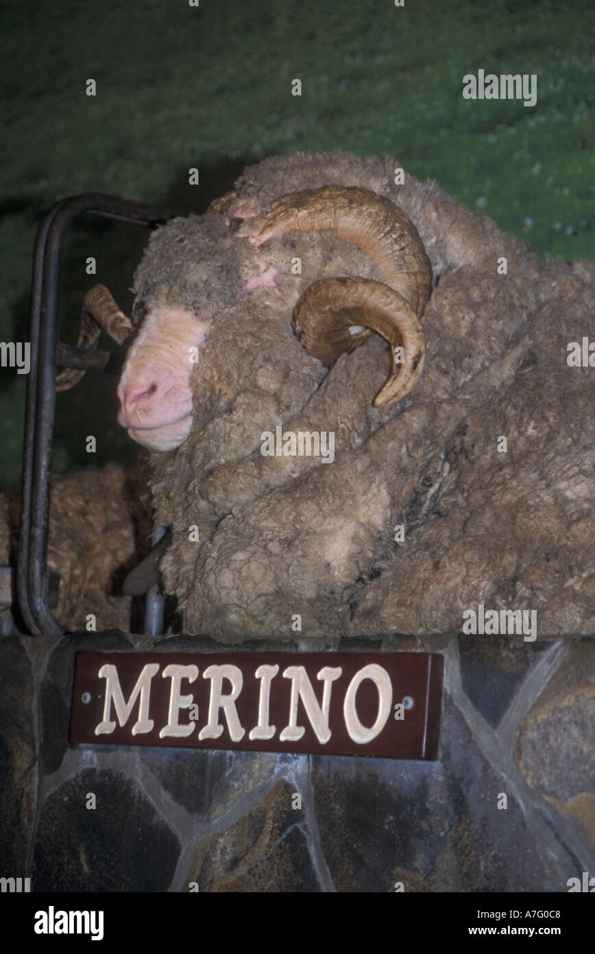 merino sheep in a show in new zealand Stock Photo - Alamy