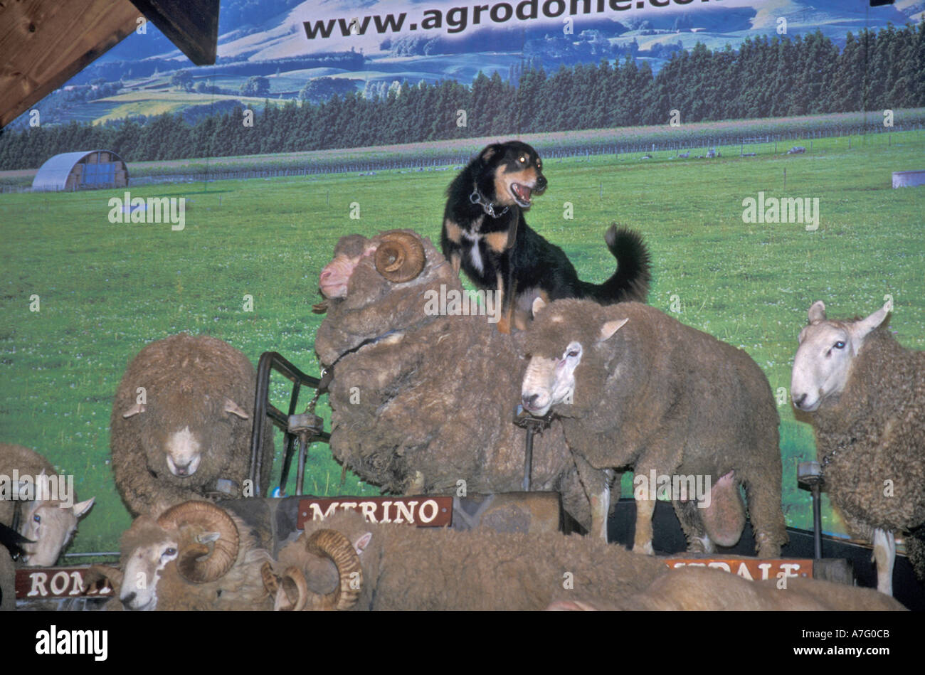 What Are The Best Sheep Dogs