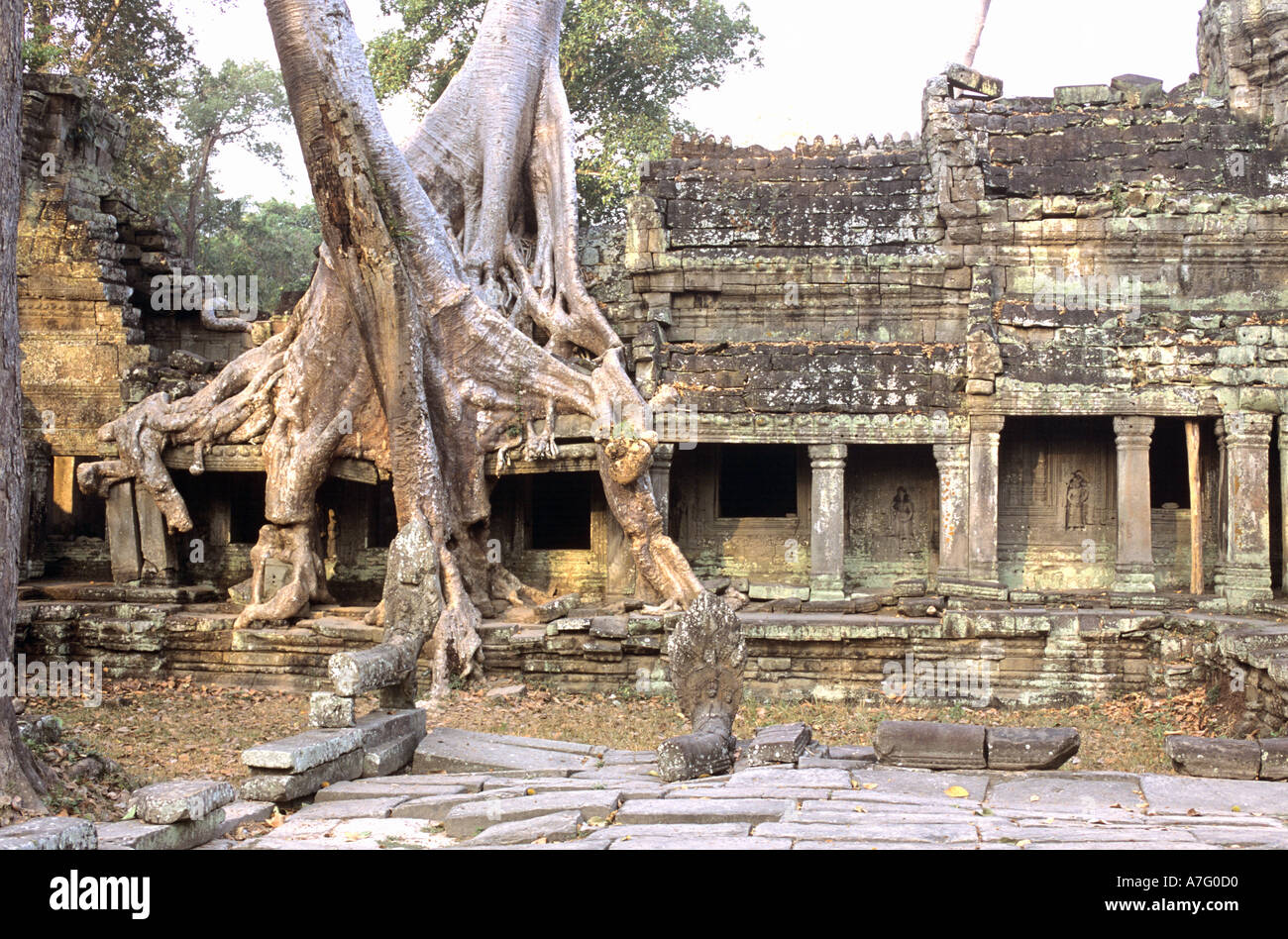 Tree roots growing over Angkor Wat temple Cambodia Stock Photo - Alamy