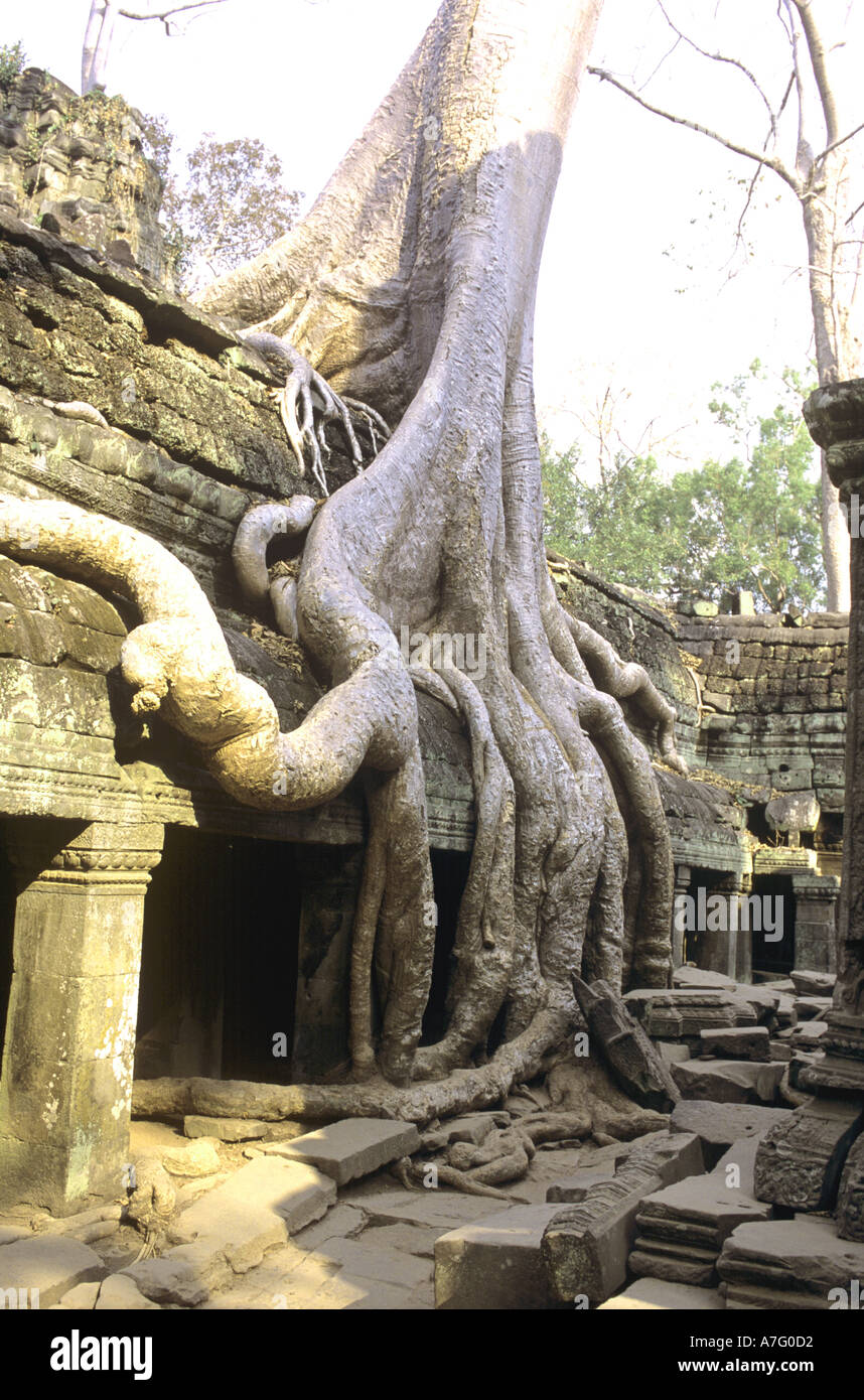 Tree roots growing over Angkor Wat temple Cambodia Stock Photo - Alamy
