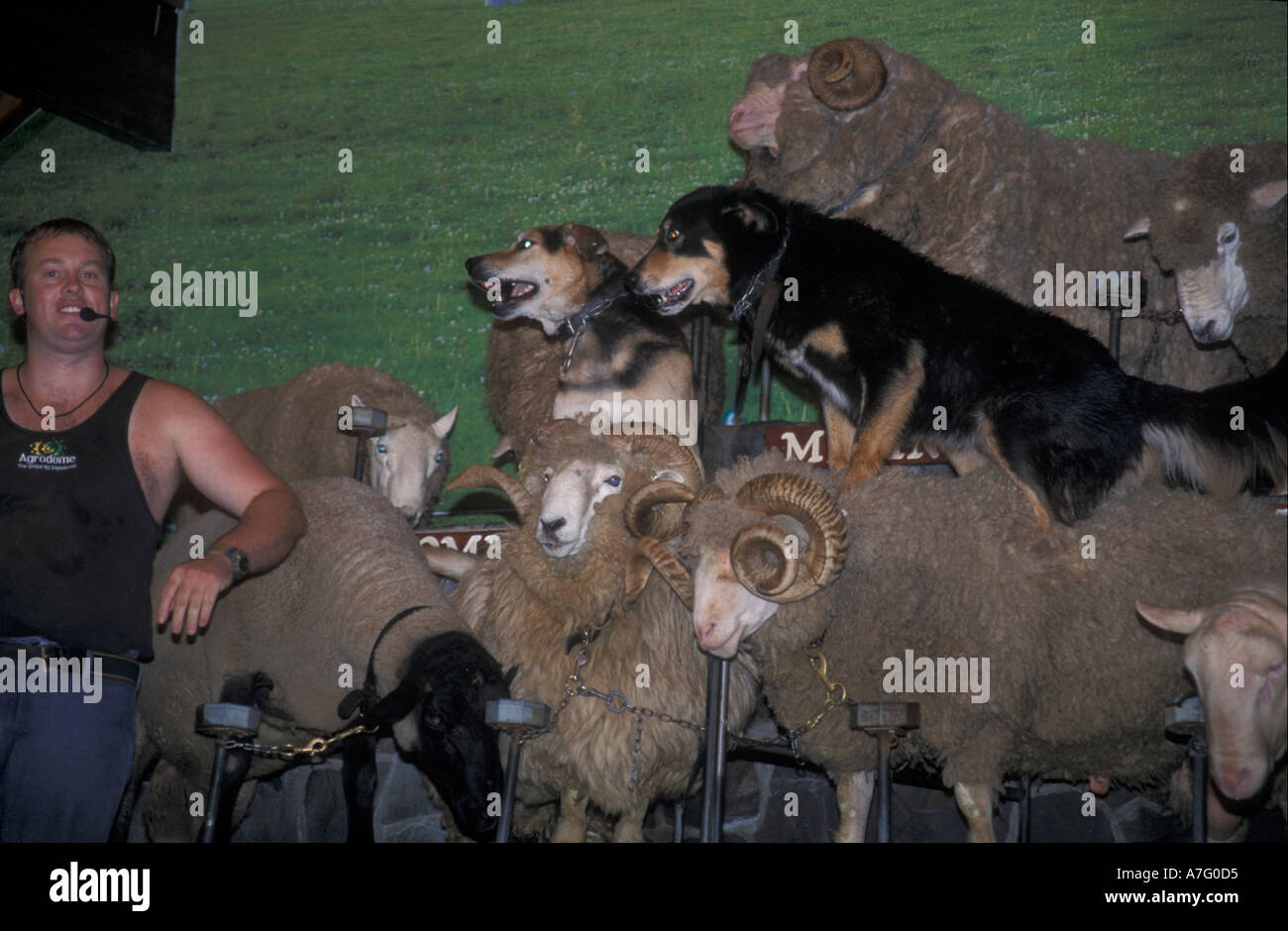 sheep dog on top of sheep in a show in new zealand Stock Photo - Alamy