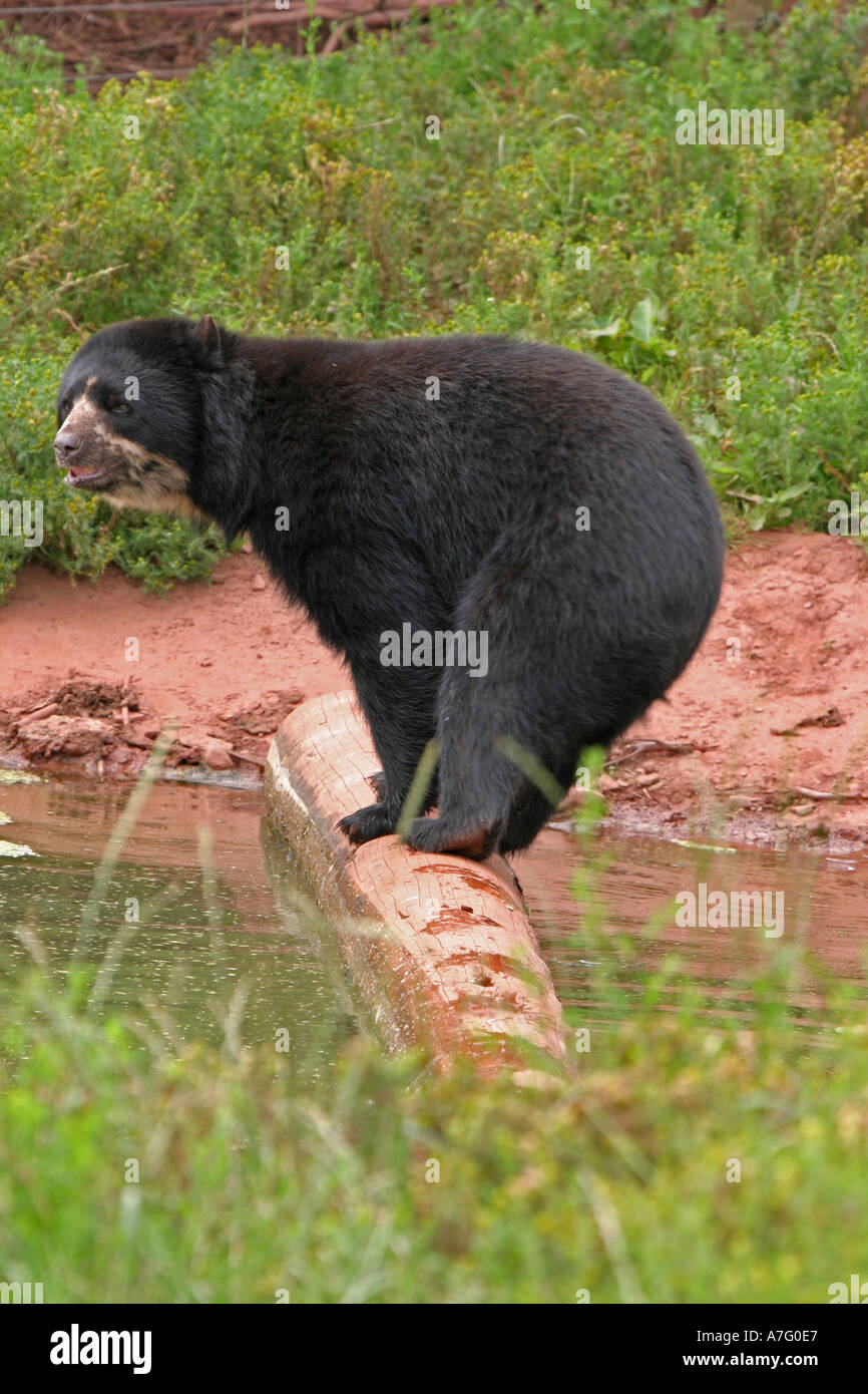 spectacled bear standing on a log this animal is endangered Stock Photo ...
