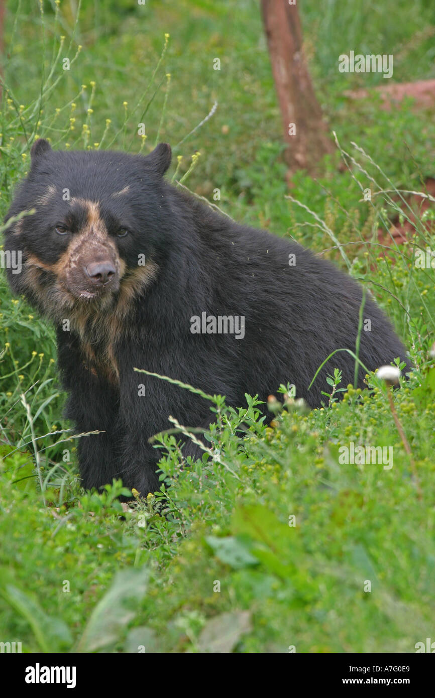 spectacled bear sitting down looking this animal is endangered Stock ...