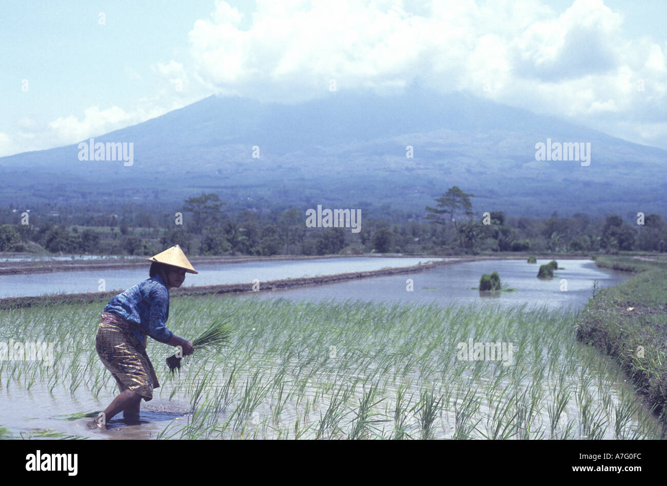 Rice paddies under a volcano Java Indonesia Stock Photo - Alamy