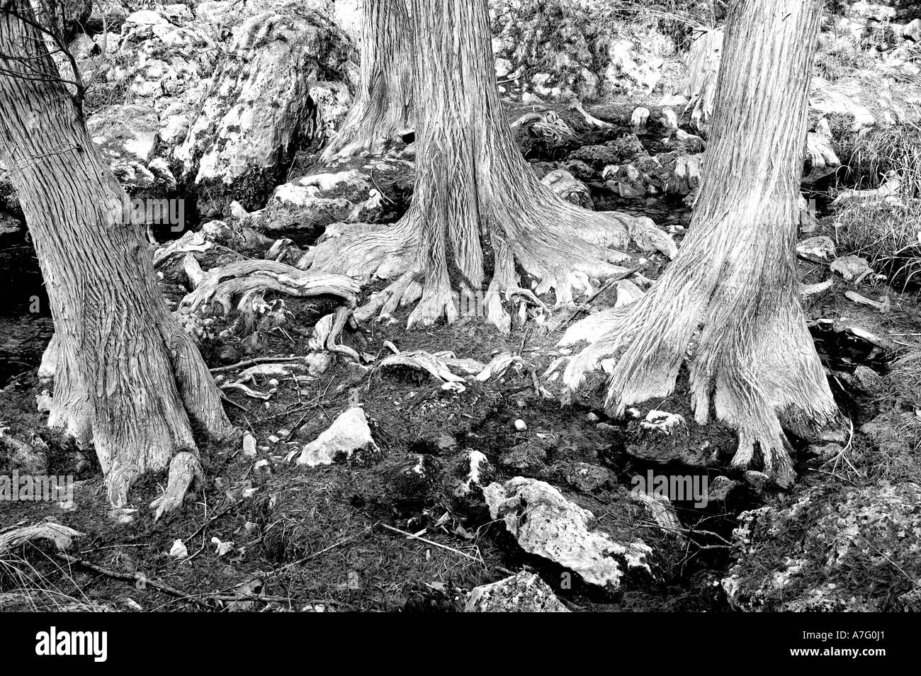 Cypress trees river Black and White Stock Photos & Images - Alamy