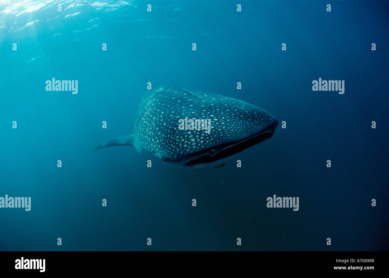 Whale shark africa kenya hi-res stock photography and images - Alamy