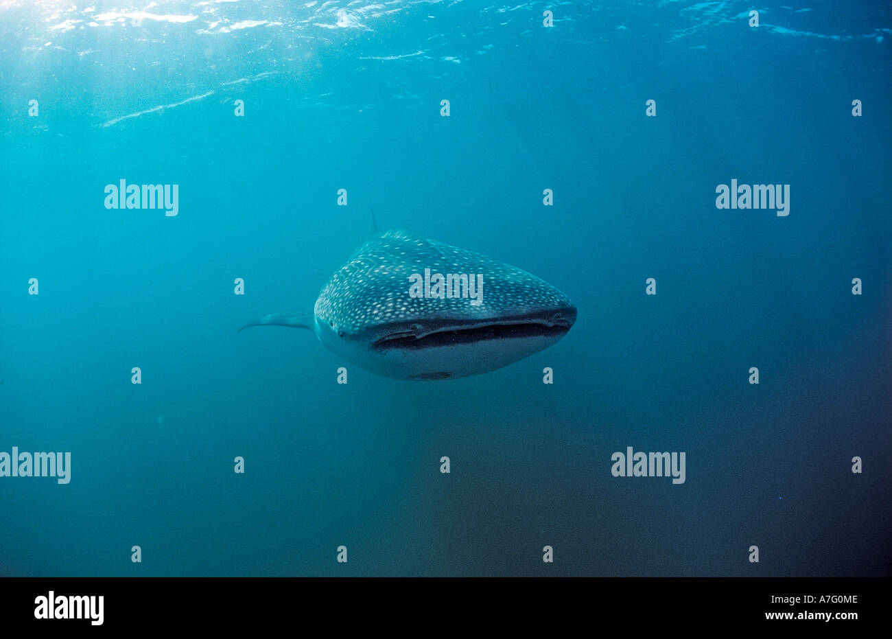 Whale shark africa kenya hi-res stock photography and images - Alamy