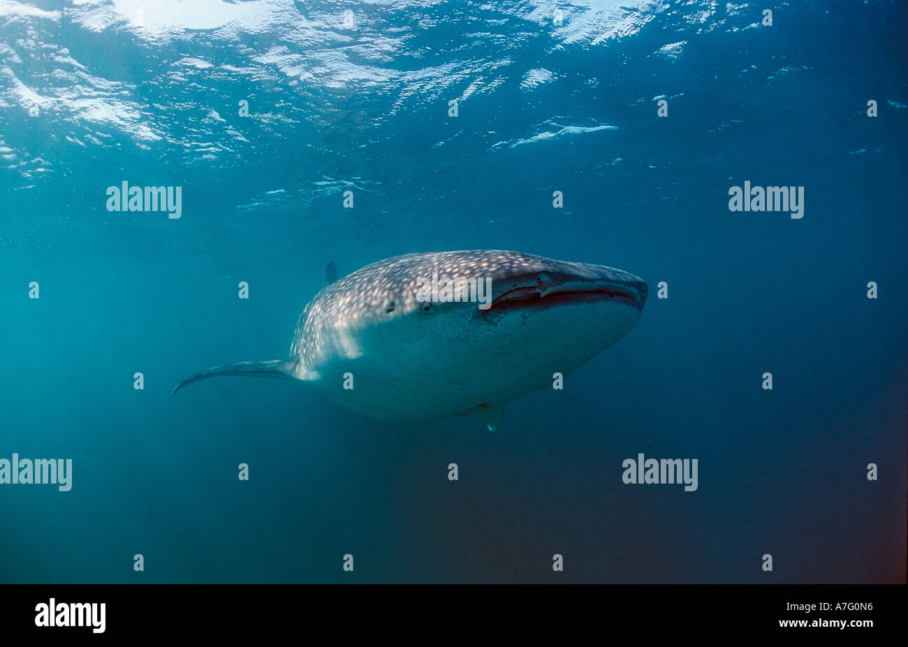 Whale shark africa kenya hi-res stock photography and images - Alamy