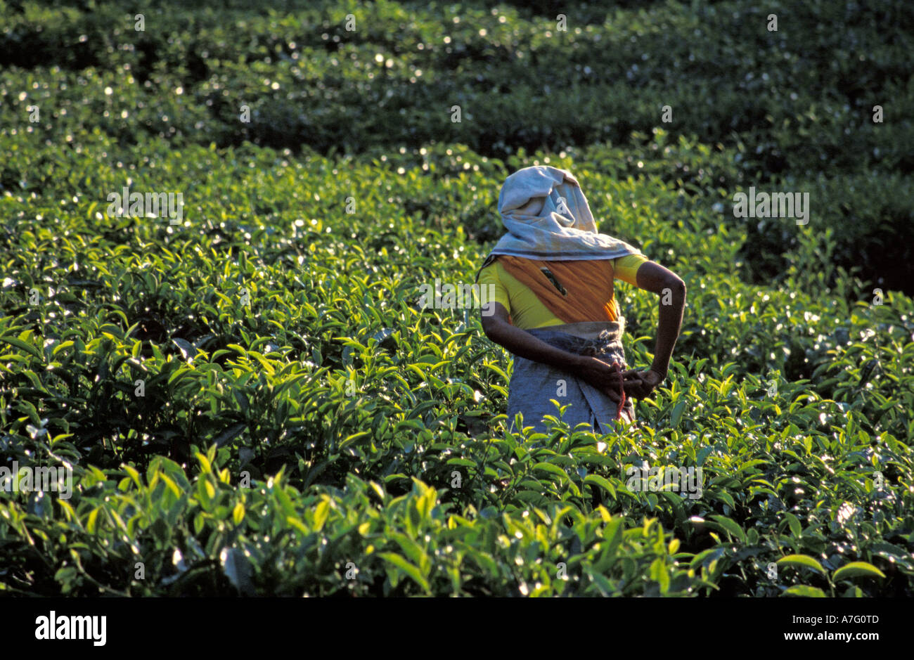 Tea picker, Kerala, India Stock Photo - Alamy