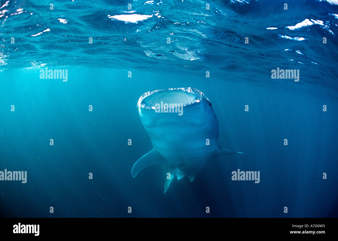 Shark eating blue whale hi-res stock photography and images - Alamy