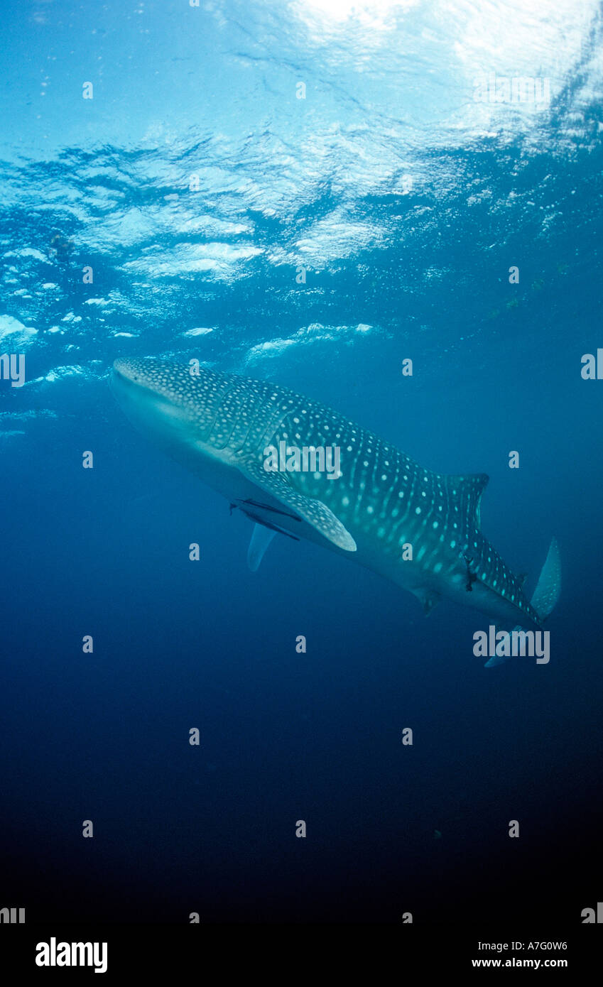 Shark eating blue whale hi-res stock photography and images - Alamy