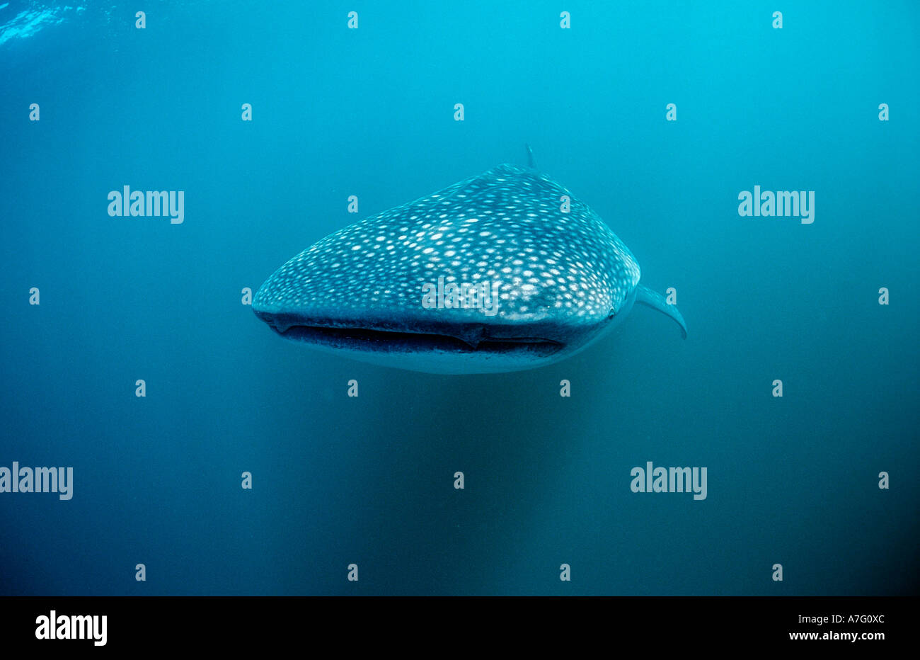 Whale shark Rhincodon thypus Reunion La Réunion France Indian Ocean ...