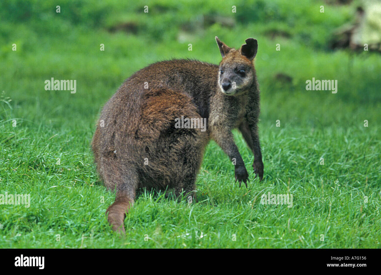 Tammer hi-res stock photography and images - Alamy