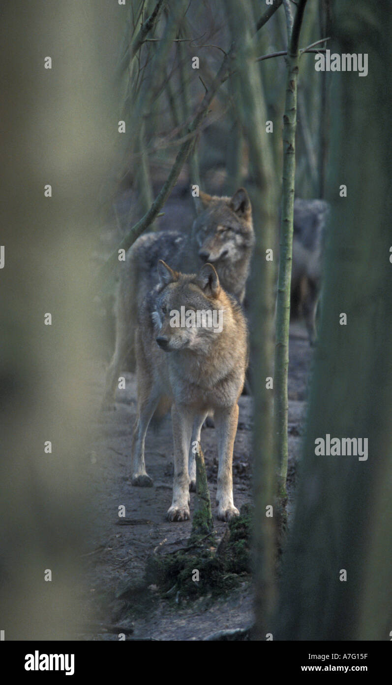 Wolf in the wood hi-res stock photography and images - Alamy