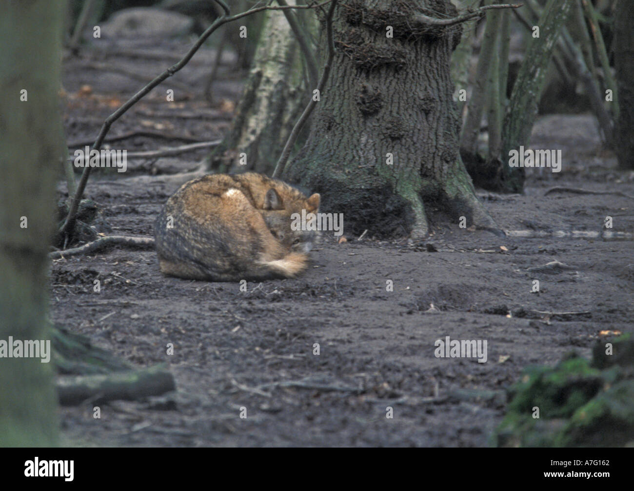 european wolf sitting down in wood Stock Photo - Alamy