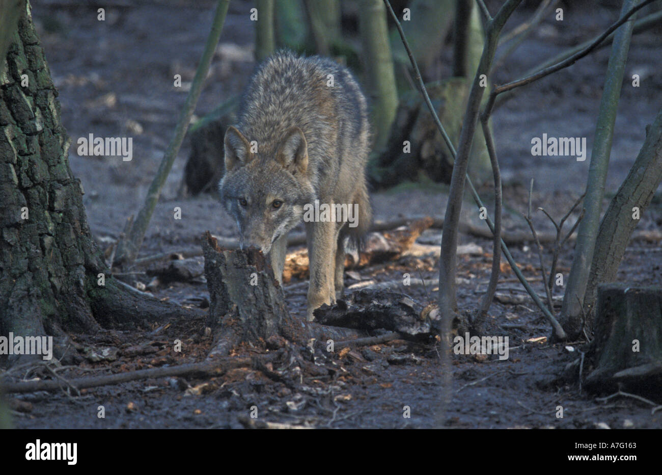 european wolf smelling area Stock Photo - Alamy