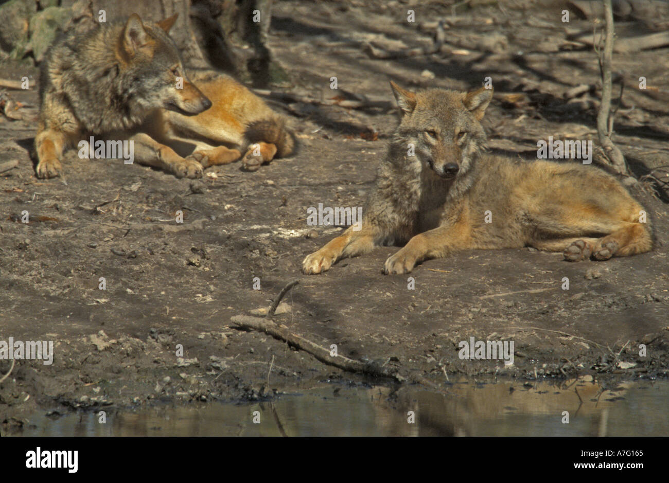 To pack down hi-res stock photography and images - Alamy