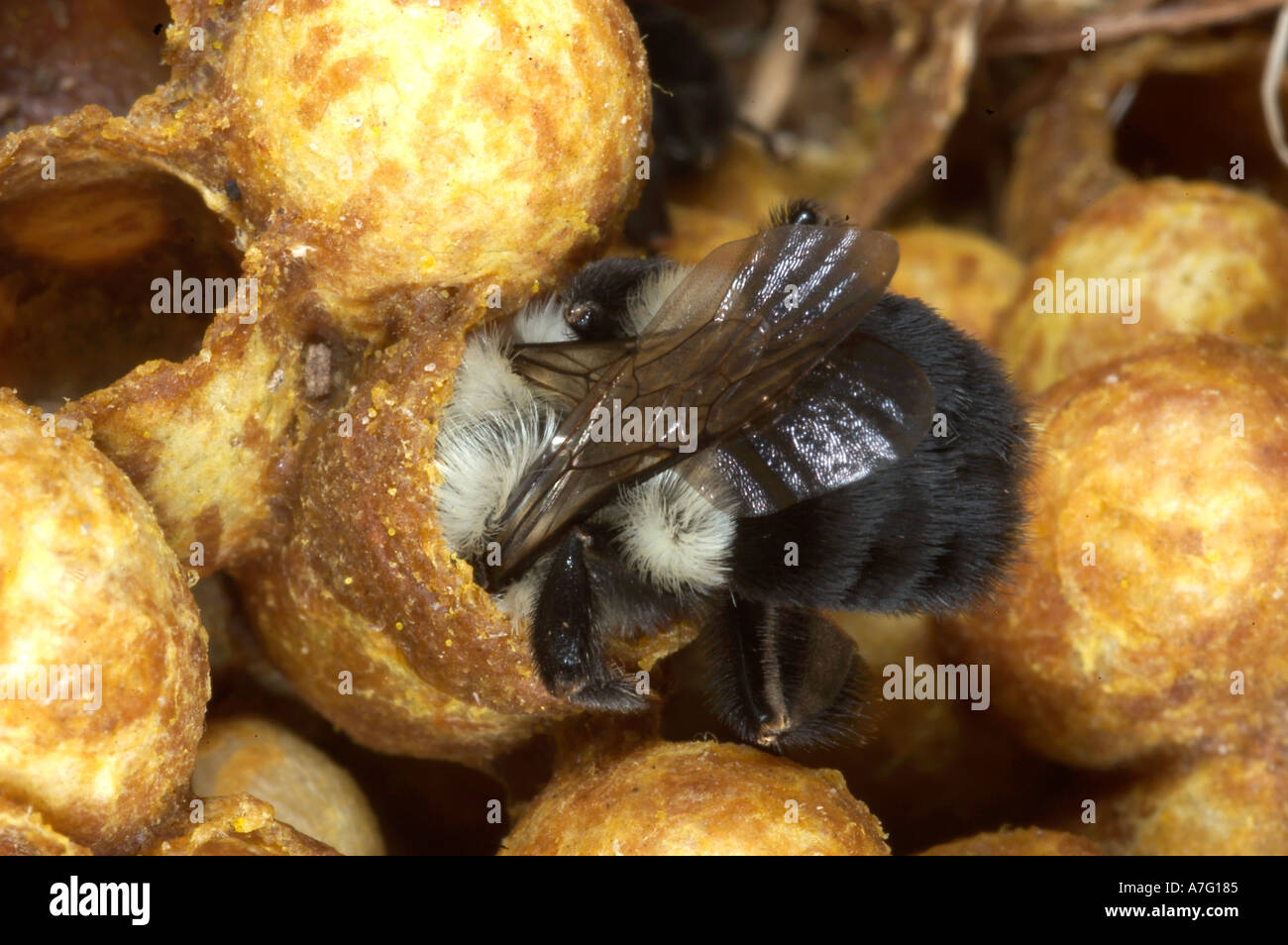Bumblebee worker in nest showing an adult worker with its head inside a ...