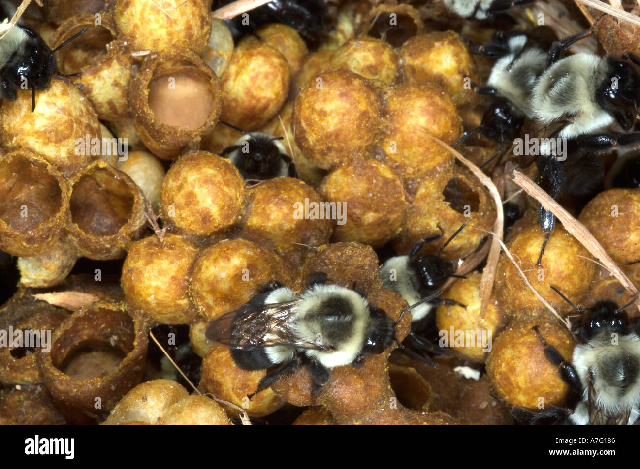 Bumblebee workers in nest Spherical structures are honey and pollen ...
