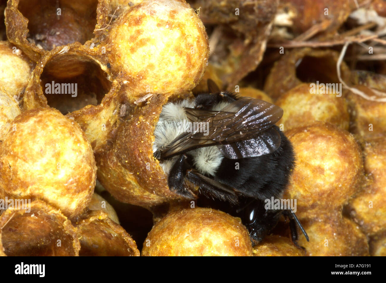 Bumblebee worker in nest with its head in a cell Stock Photo - Alamy